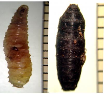 Dead-body-feeding larvae useful in forensic i | EurekAlert!