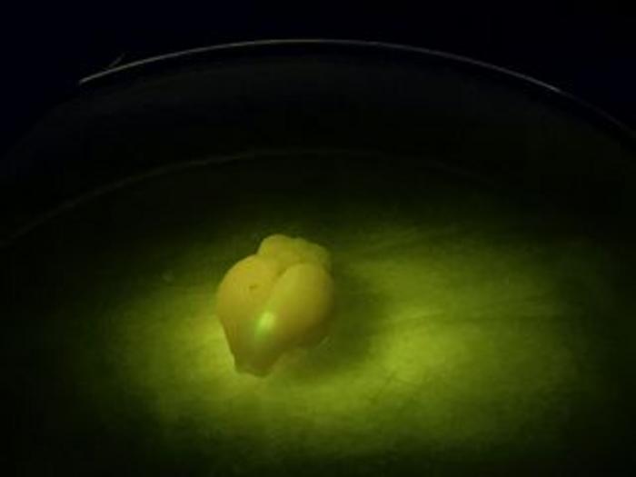 brain with OFC lit in green [IMAGE] | EurekAlert! Science News Releases