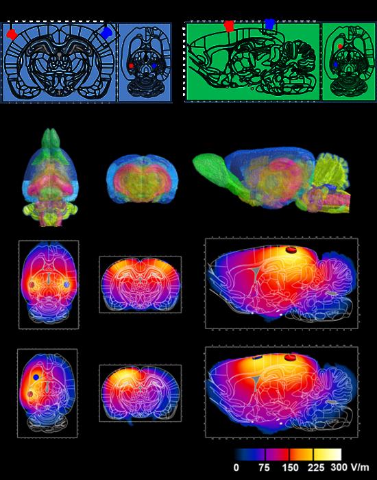 Transcriptomic analysis of rat brain response | EurekAlert!