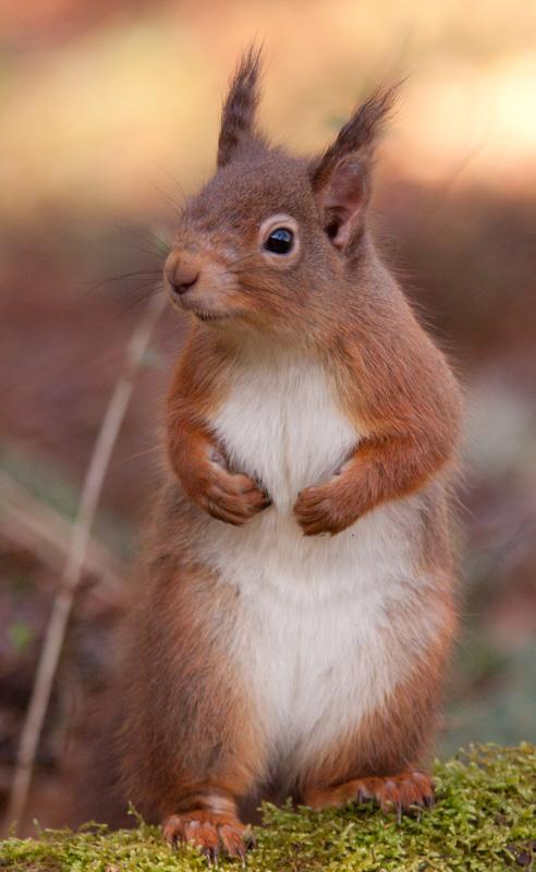 Human Leprosy Found in British Red Squirrels | EurekAlert!