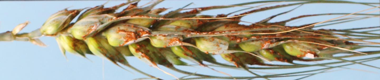 Towards Better Fates for Wheat [IMAGE] | EurekAlert! Science News Releases