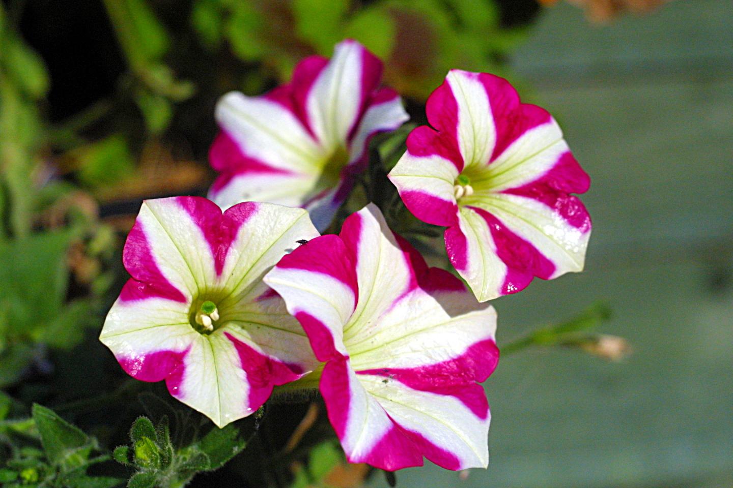 Petunia [IMAGE] | EurekAlert! Science News Releases