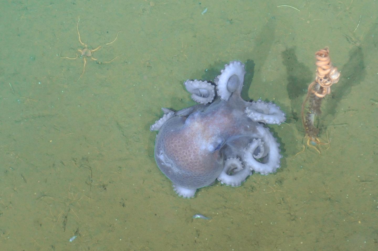 Smooth-Skinned Octopus [IMAGE] | EurekAlert! Science News Releases