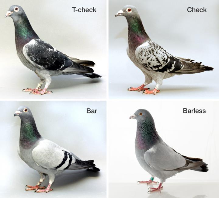 Pigeon Patterns [IMAGE] | EurekAlert! Science News Releases