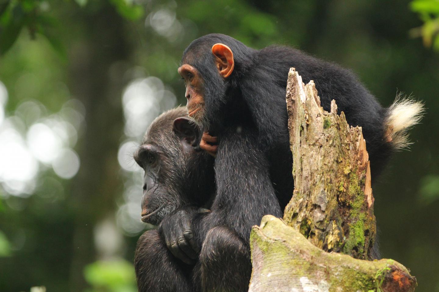 Chimps and Bonobos Had a Fling in the Past (3 | EurekAlert!