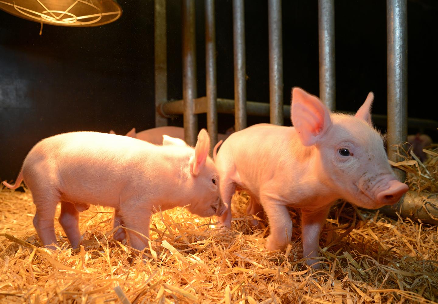 Pigs' genetic code altered in bid to tackle d | EurekAlert!