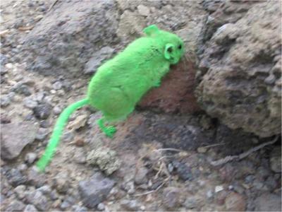 Green Mouse Running [IMAGE] | EurekAlert! Science News Releases