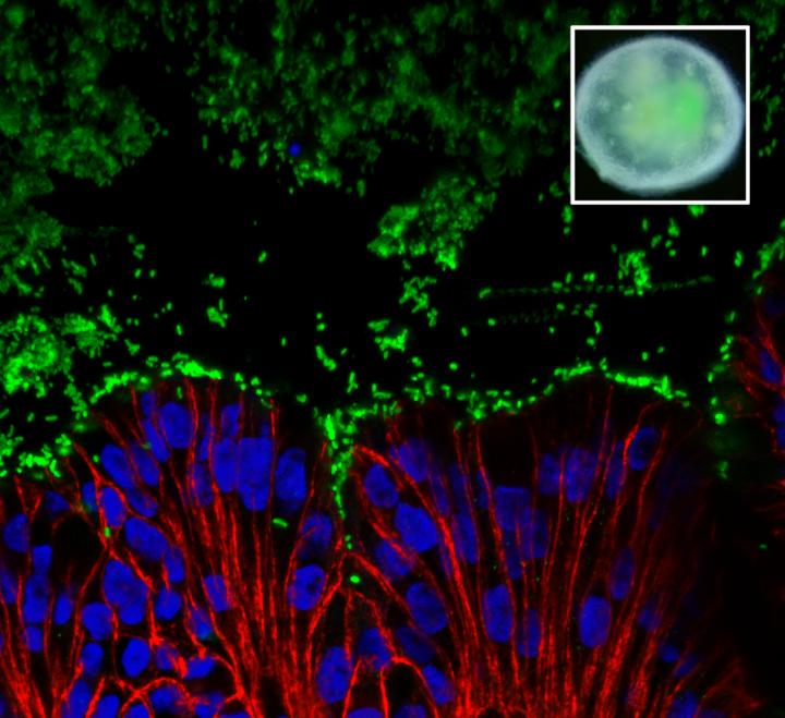 Bacteria in a Gut Organoid [IMAGE] | EurekAlert! Science News Releases