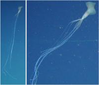 Rare deep sea Bigfin Squid sighted in Austral | EurekAlert!