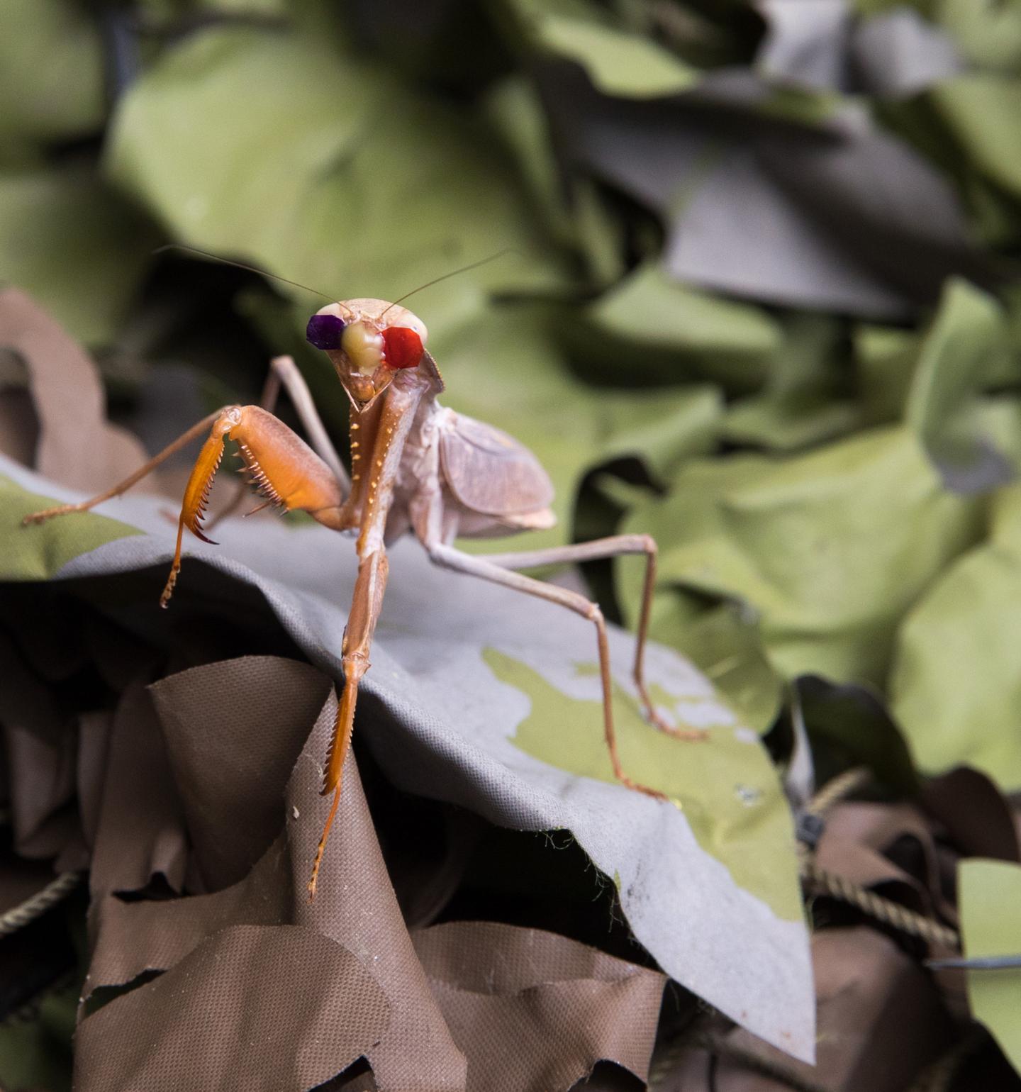 Second-Order Motion [IMAGE] | EurekAlert! Science News Releases