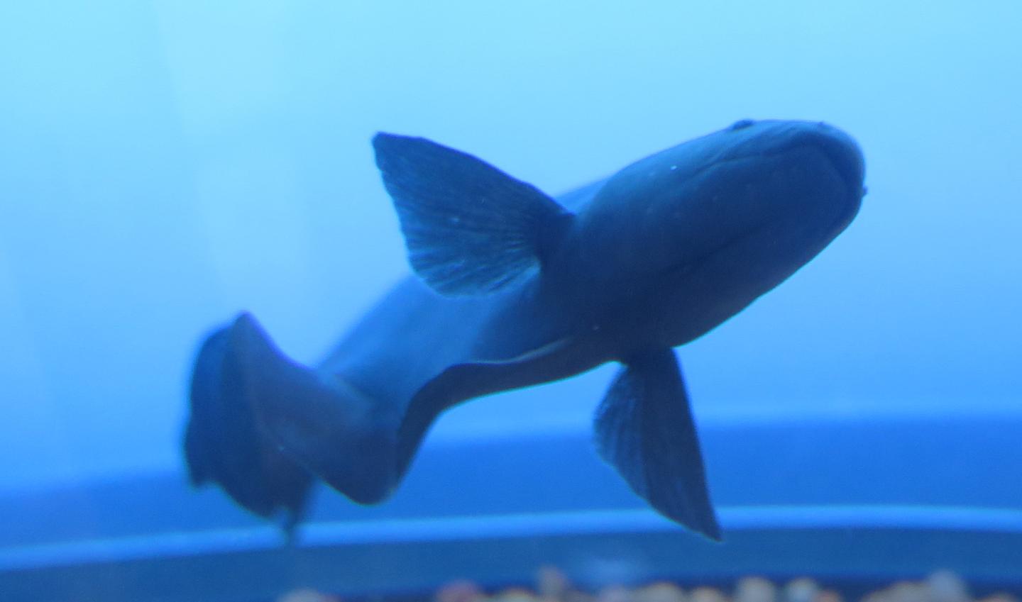 Gene responsible for electric fish 'spark' fo | EurekAlert!