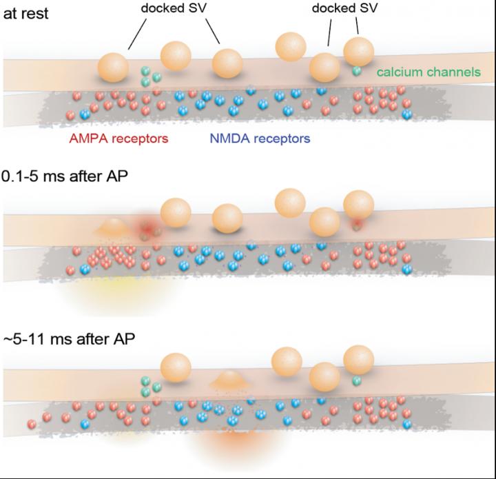 Activation of Synaptic Plastic [IMAGE] | EurekAlert! Science News Releases