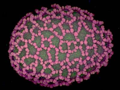 A Single Pollen Grain | EurekAlert!