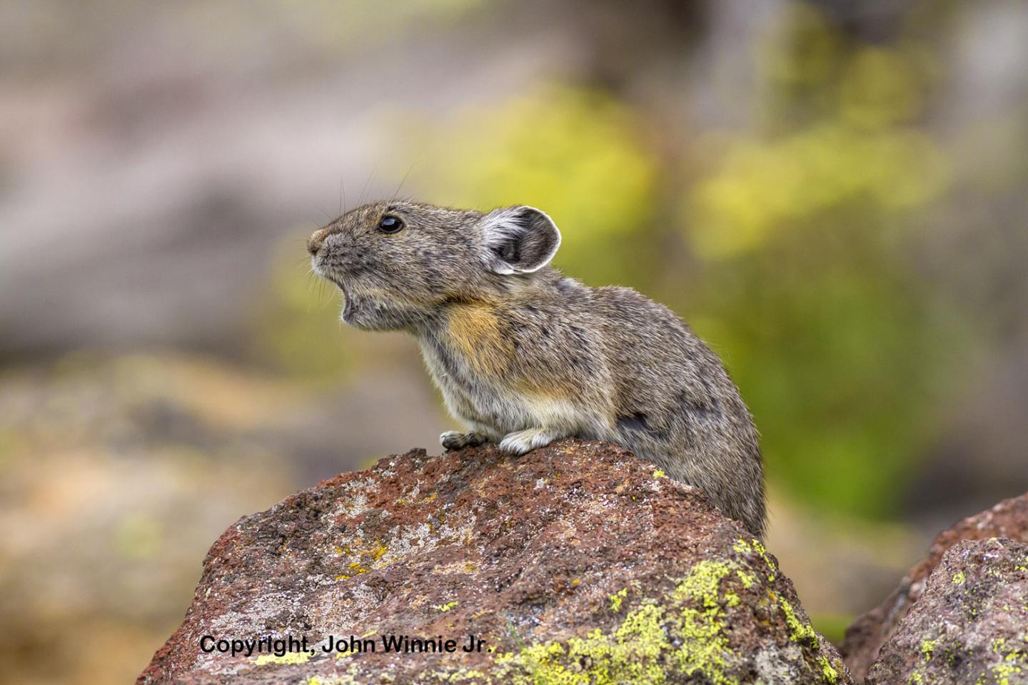Shrinking range of pikas in California mounta | EurekAlert!