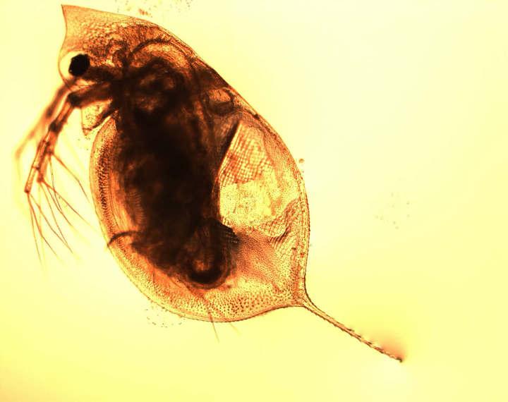 Scientists revealed how water fleas settled d | EurekAlert!