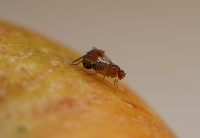 Drosophila melanogaster mating [IMAGE] | EurekAlert! Science News Releases