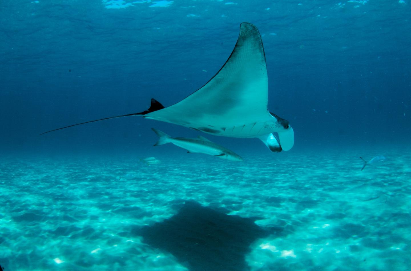 Manta Rays Could Teach Us a Th [IMAGE] | EurekAlert! Science News Releases