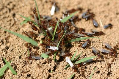 Fire Ant Swarm [IMAGE] | EurekAlert! Science News Releases