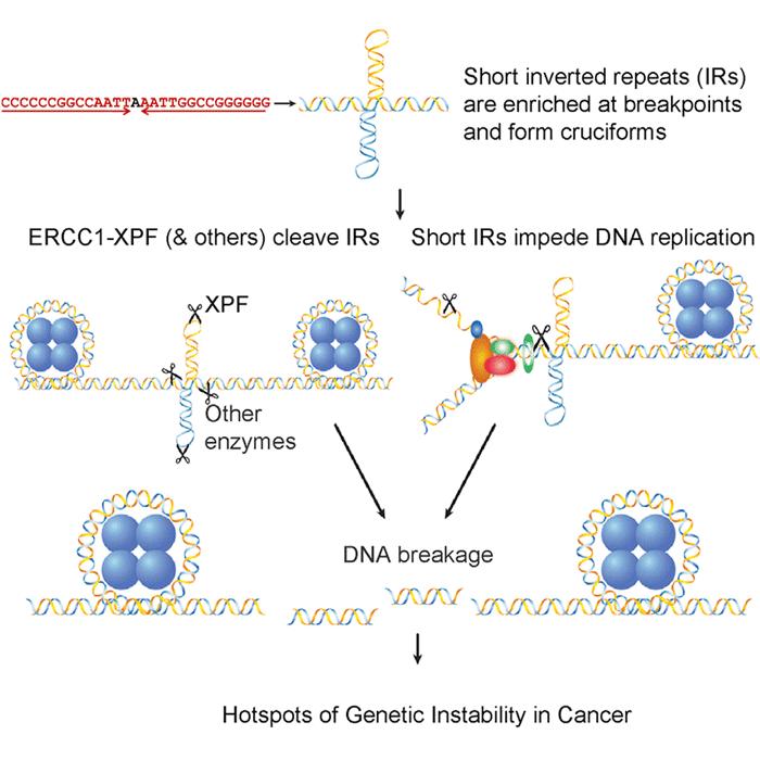 Supercomputers surprisingly link DNA crosses | EurekAlert!