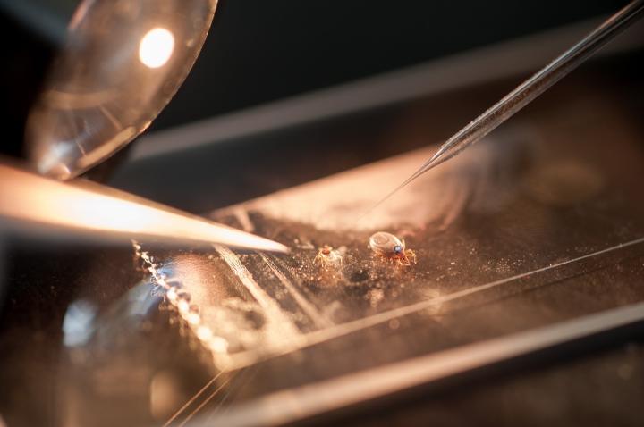 Ticks in the Pal lab, UMD [IMAGE] | EurekAlert! Science News Releases