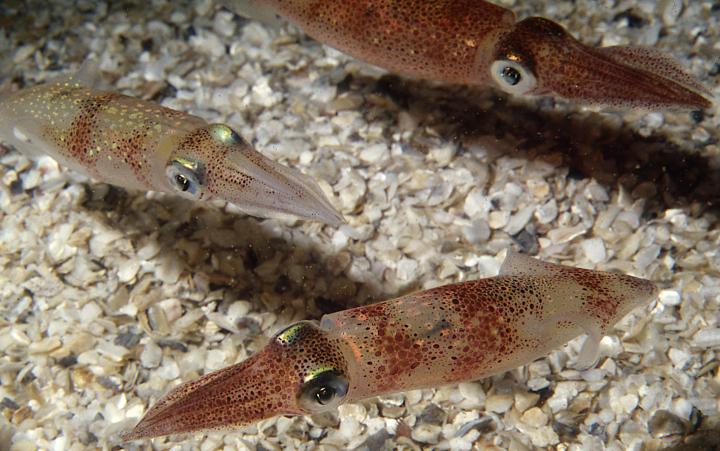 Longfin Inshore Squid, Doryteu [IMAGE] | EurekAlert! Science News Releases