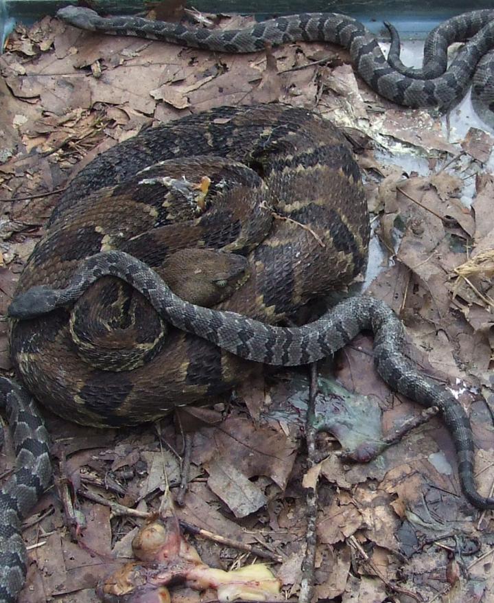 Timber Rattlesnakes [IMAGE] | EurekAlert! Science News Releases