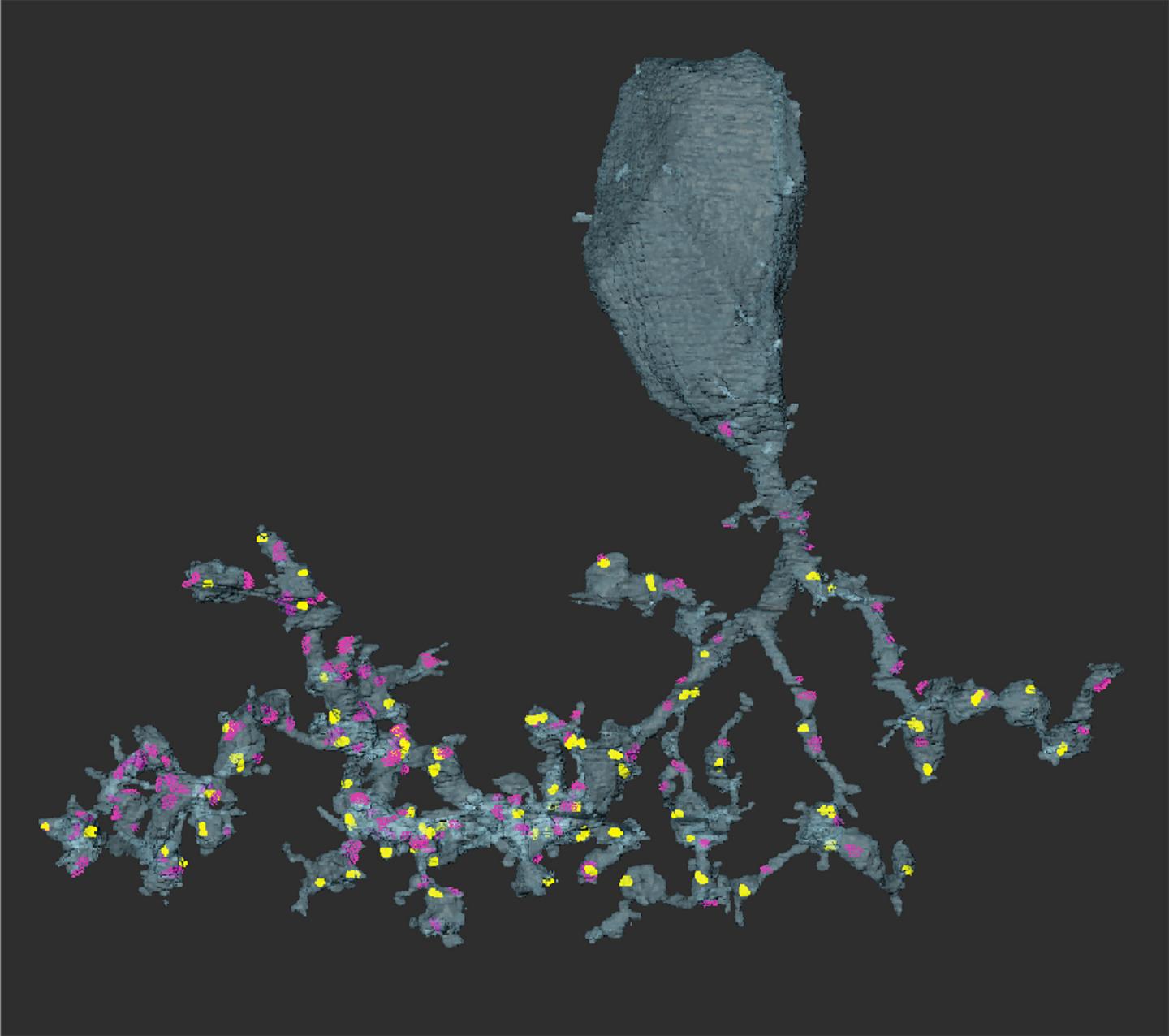 New Neuron Found in Mouse Reti [IMAGE] | EurekAlert! Science News Releases