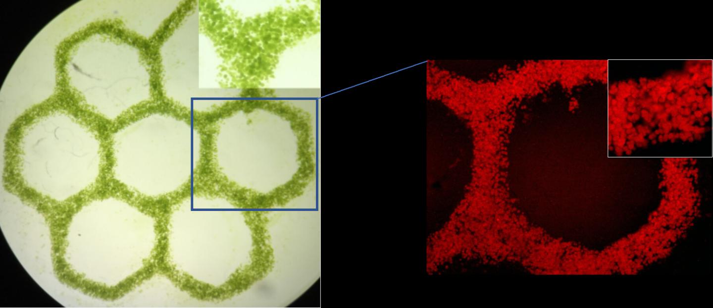 Algae breathe life into 3D engineered tissues | EurekAlert!