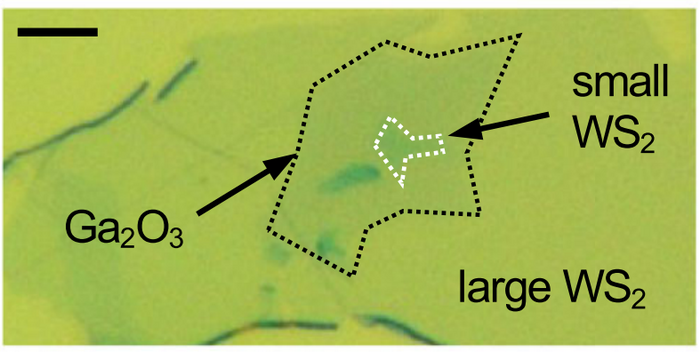 Microscopic image [IMAGE] | EurekAlert! Science News Releases