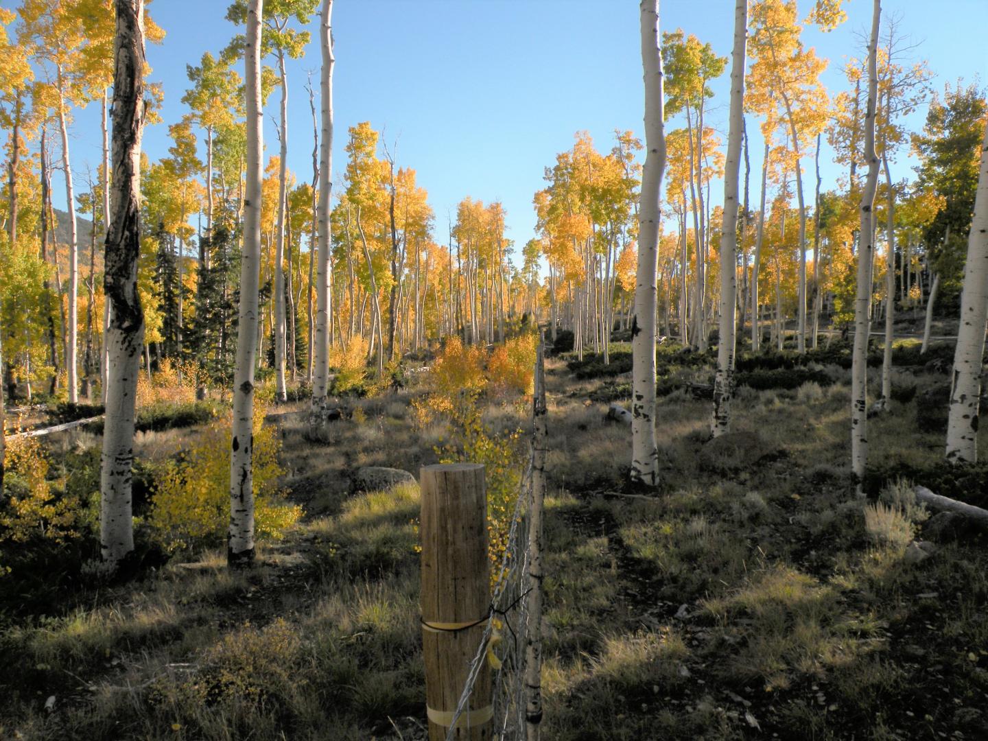 Efforts to restore imperiled Pando show promi | EurekAlert!