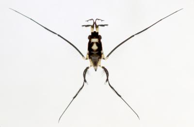 For Water Striders, Evolved An [IMAGE] | EurekAlert! Science News Releases