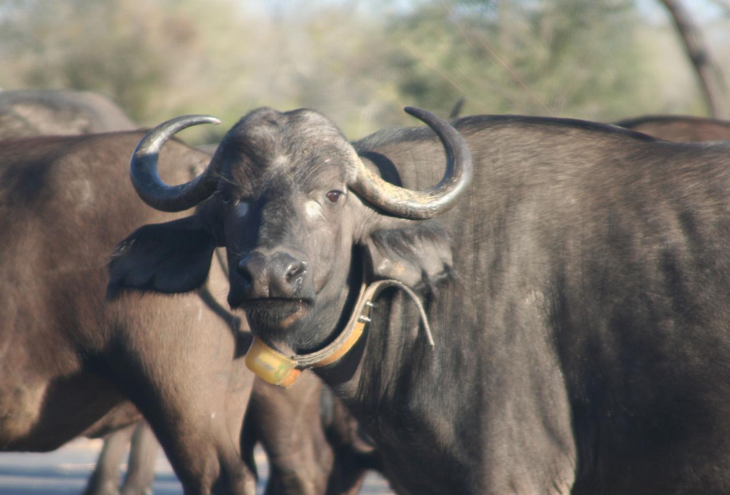 Treating Buffalo for One Infection Helps Spre | EurekAlert!
