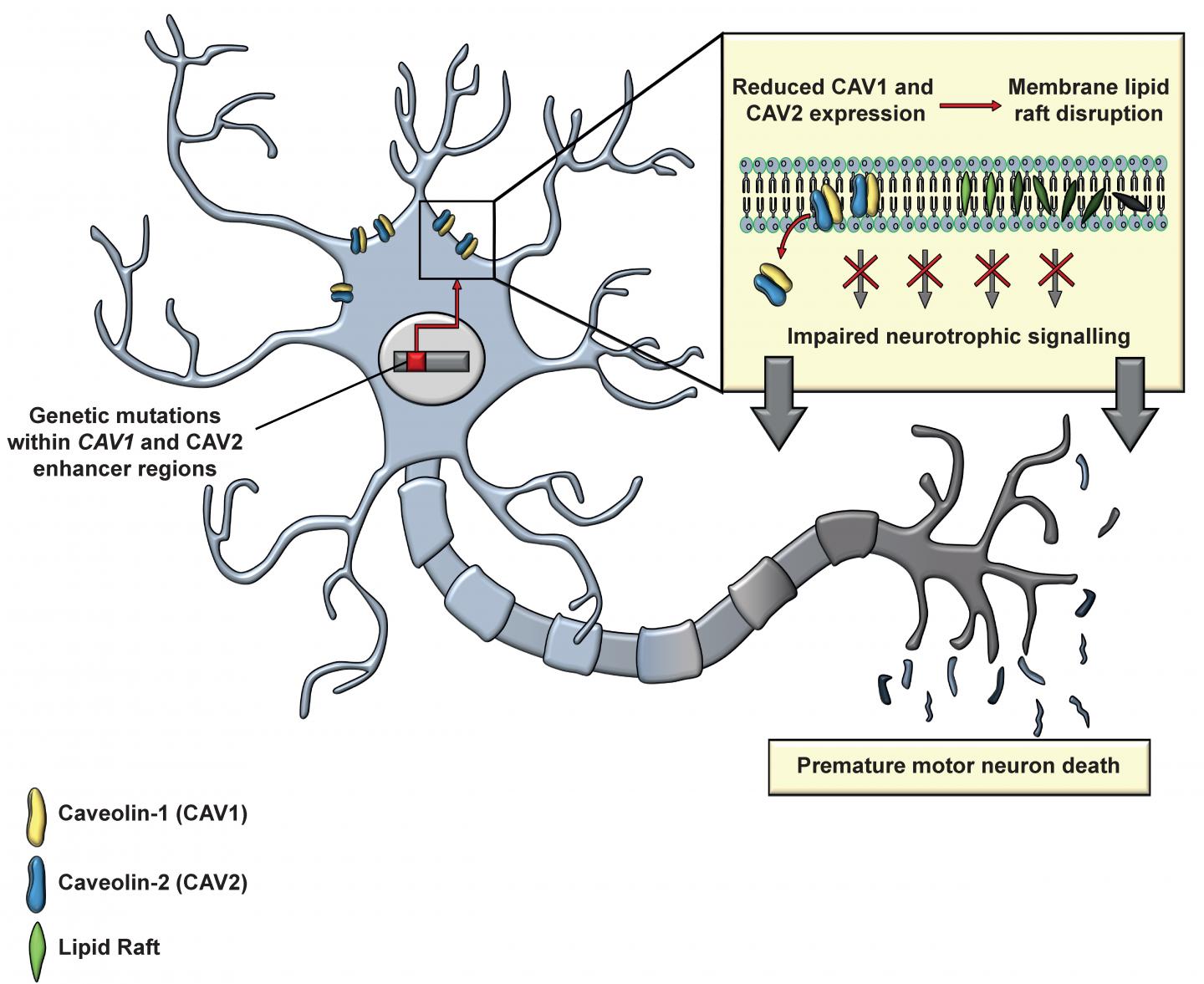 Scientists identify new genetic MND risk fact | EurekAlert!