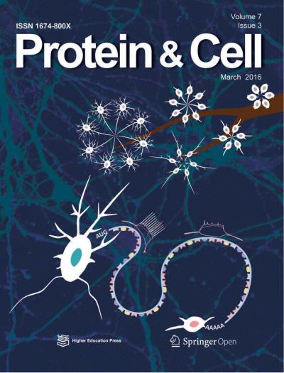 Protein & Cell [IMAGE] | EurekAlert! Science News Releases