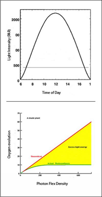 Legacy Biochemistry I: Light S [IMAGE] | EurekAlert! Science News Releases