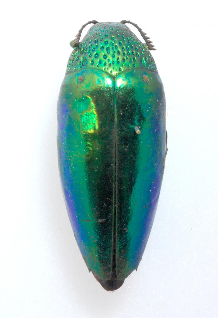 Iridescent Jewel Beetle [IMAGE] | EurekAlert! Science News Releases