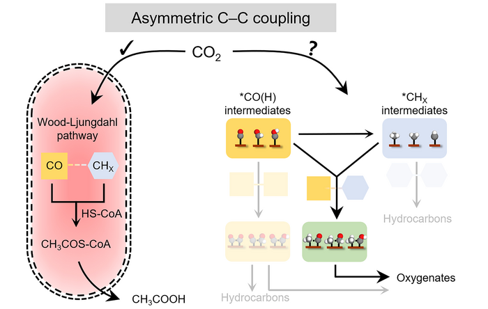 C-C Coupling [IMAGE] | EurekAlert! Science News Releases