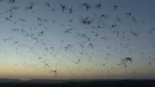 Saving the Bats Would Save Money, Too (1 of 4 | EurekAlert!