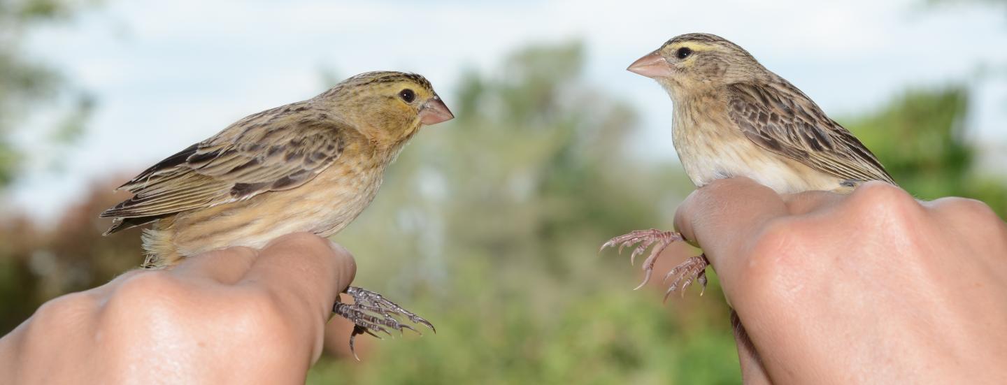 Cuckoo Finch and Bishop Bird [IMAGE] | EurekAlert! Science News Releases