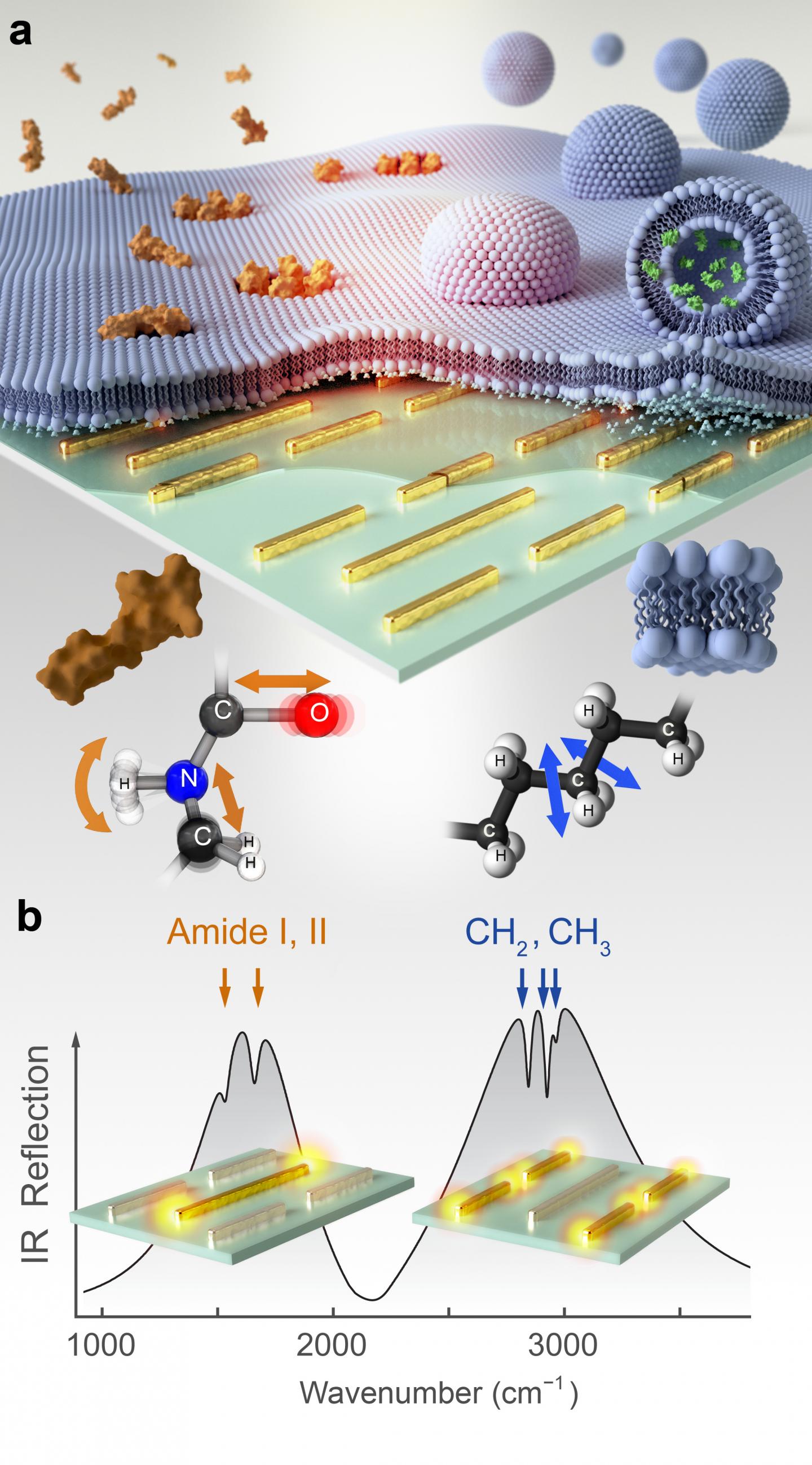 Nanophotonic Label-Free Biosen [IMAGE] | EurekAlert! Science News Releases