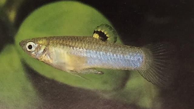 Size matters -- To livebearer fish, big fins | EurekAlert!
