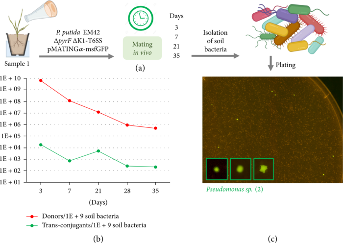 “MATING” of microbial species across environm | EurekAlert!