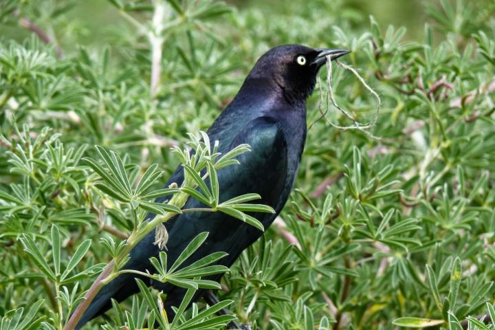 Bird With String [IMAGE] | EurekAlert! Science News Releases