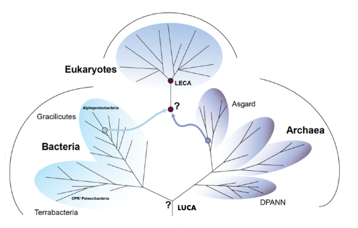 Tree of life [IMAGE] | EurekAlert! Science News Releases