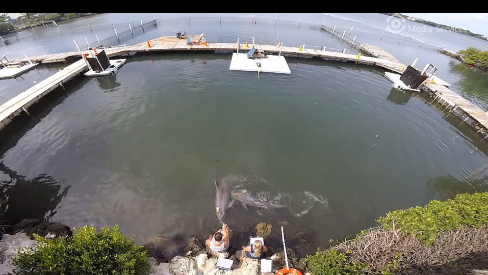 Dolphins “shout” over loud underwater noise t | EurekAlert!