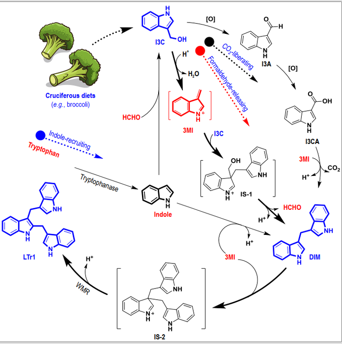 The fate of vegetable and endogenous indoles | EurekAlert!