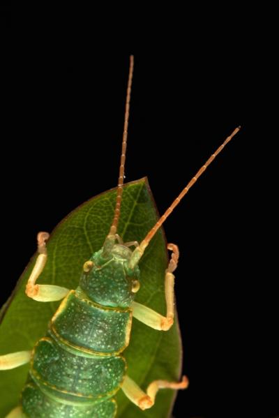 Stick Bugs Reveal Predictable Processes of Ev | EurekAlert!