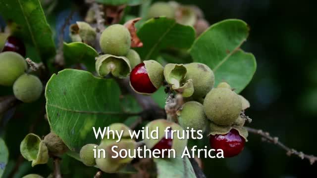 Why wild African fruits can supplement low pr | EurekAlert!