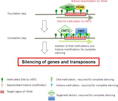 HDA6 [IMAGE] | EurekAlert! Science News Releases