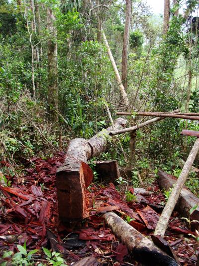 Selective logging takes its toll on mammals, | EurekAlert!